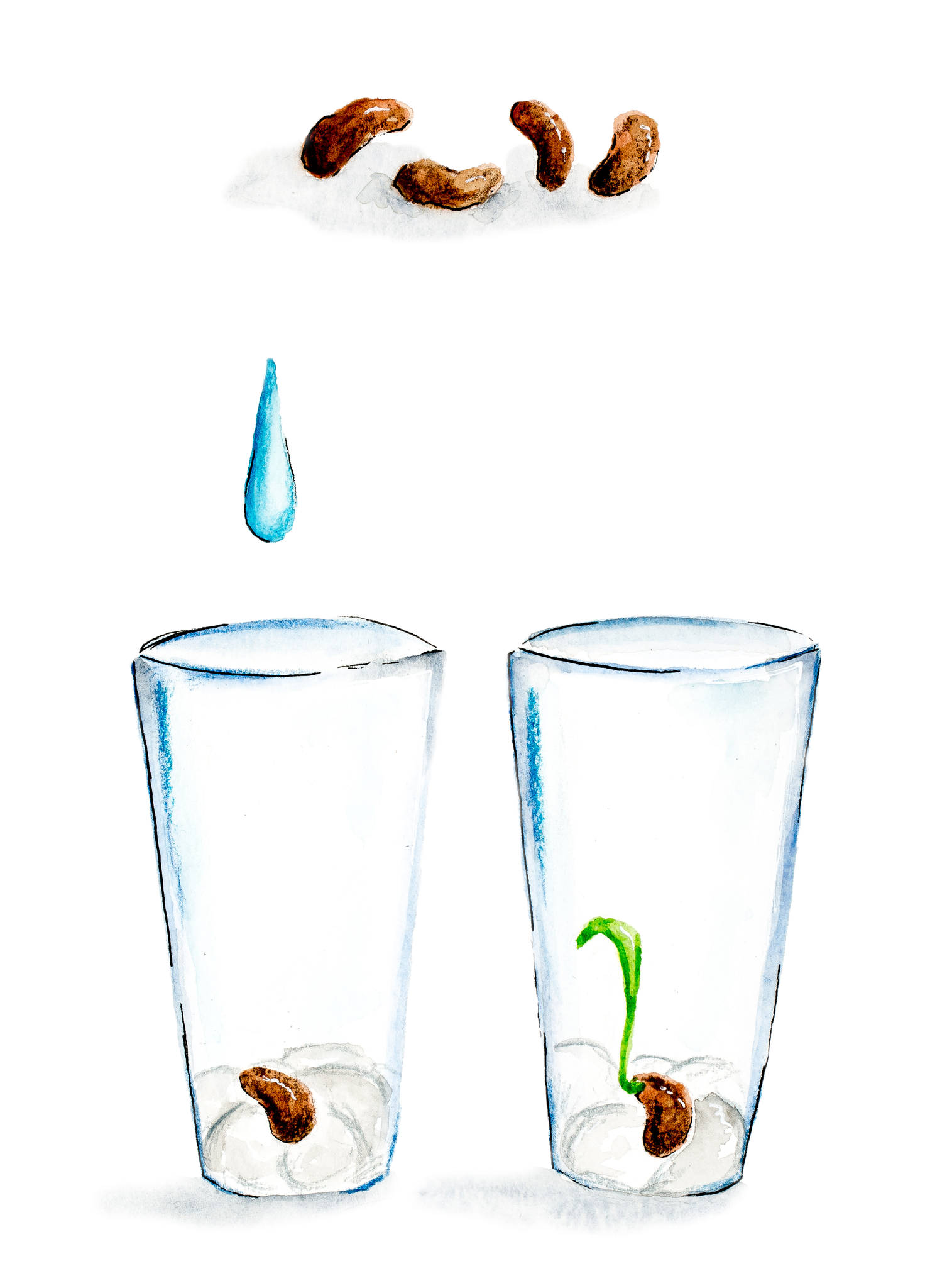 Wie Pflanzen wachsen - Spürnasenecke